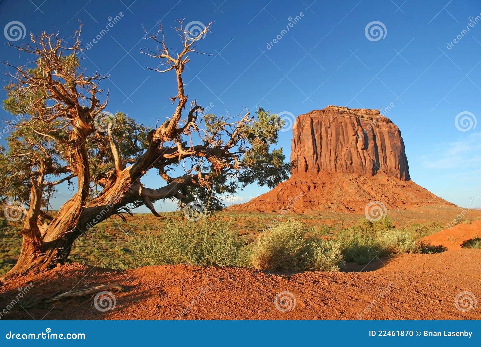 Juniper Tree - Monument Valley Stock Photo - Image of blue, sandstone ...
