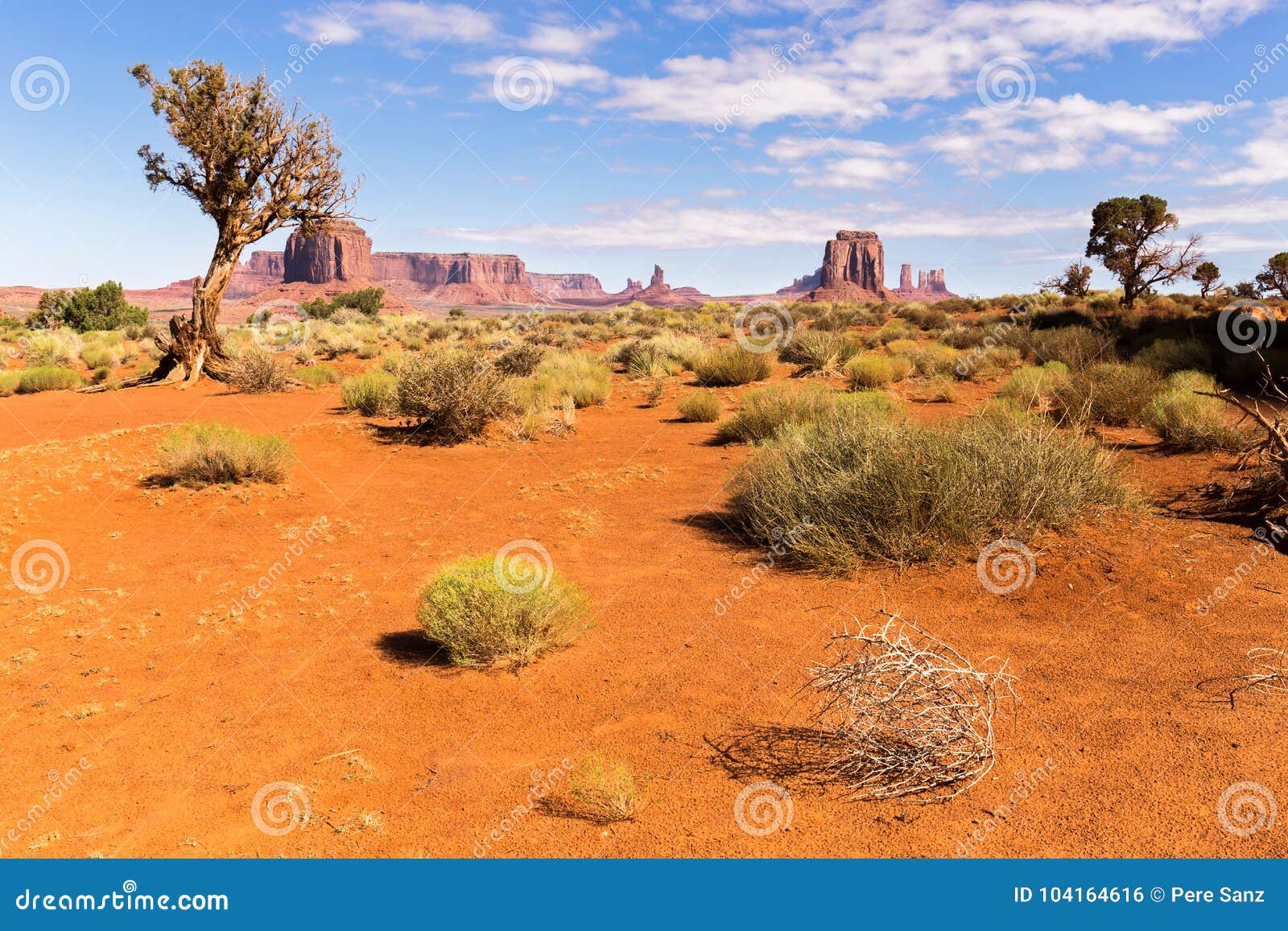 Juniper Tree in Monument Valley Stock Photo - Image of travel, monument ...