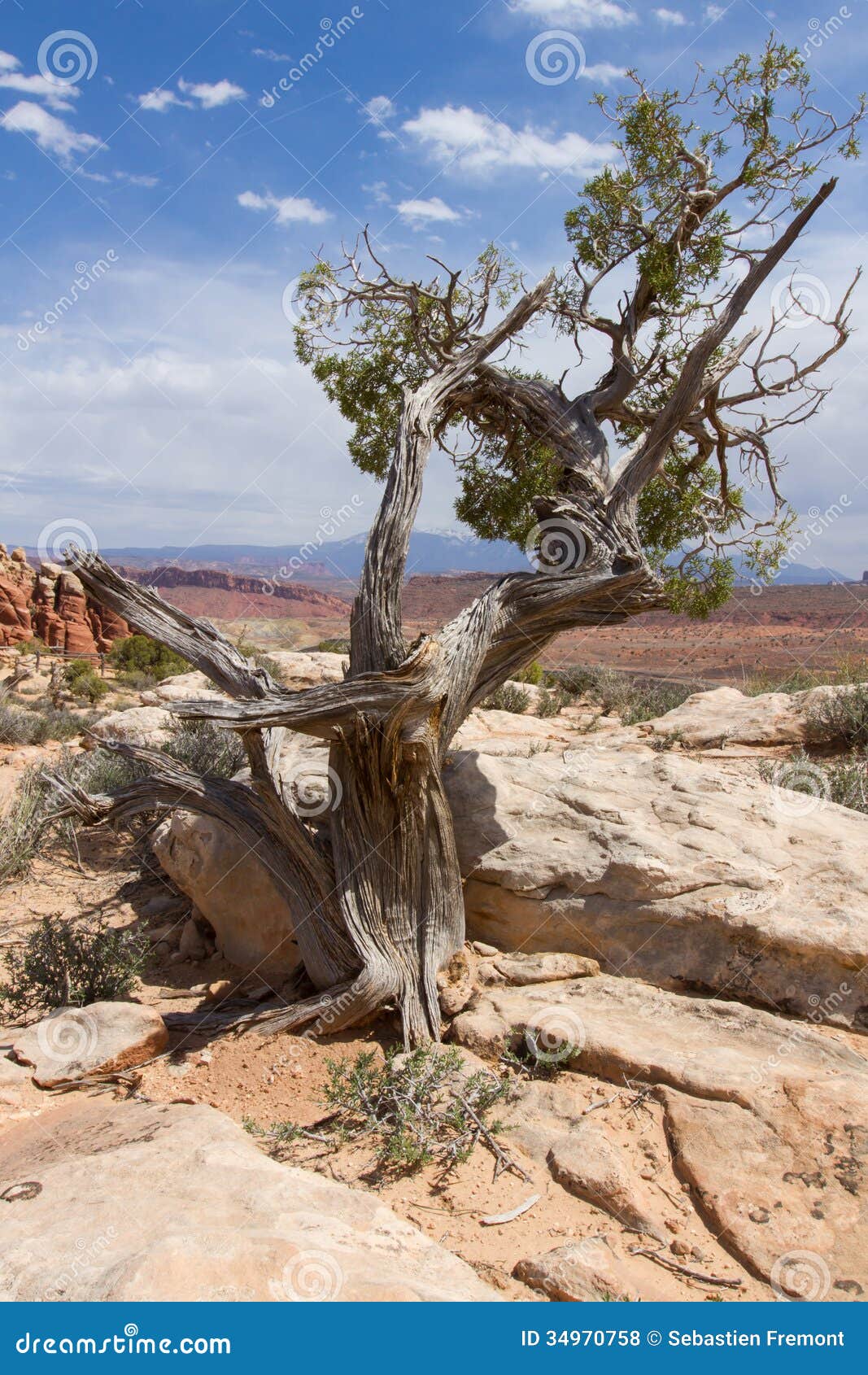 Juniper Tree stock photo. Image of tree, branches, durable - 34970758