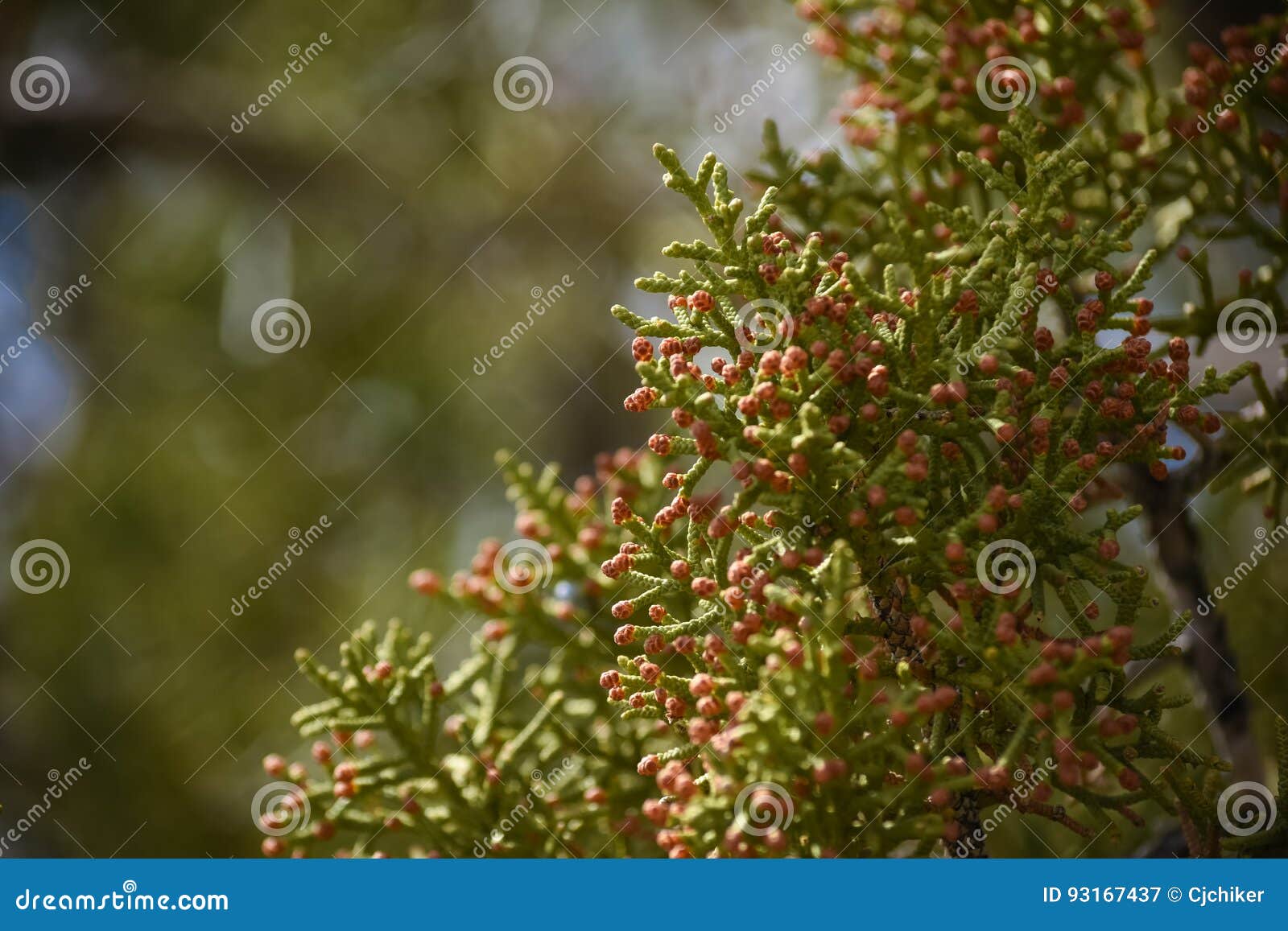 Juniper Tree Pinecones Detail Stock Image - Image of needles, juniper ...