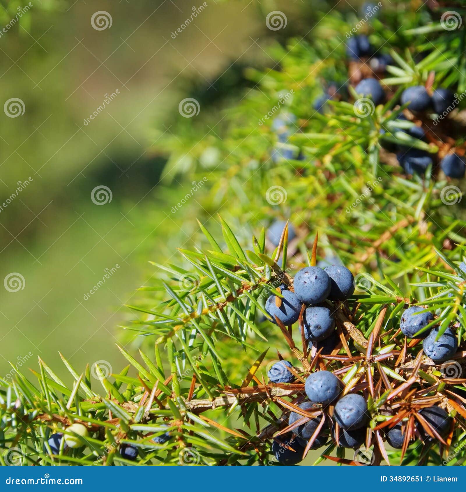 Juniper stock image. Image of needle, fruit, spice, juniper - 34892651