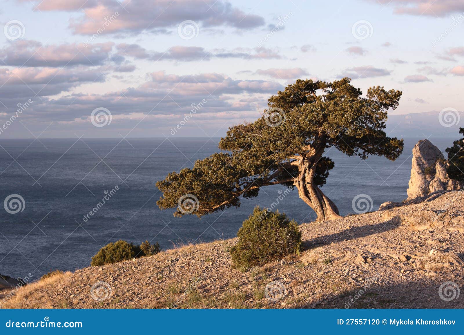 Juniper Tree on Rocky Coast of Black Sea Stock Photo - Image of plant ...