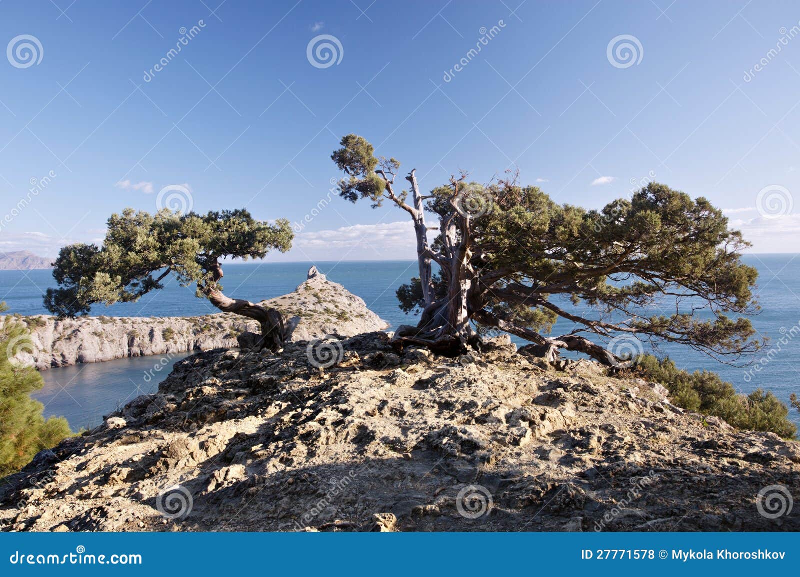 Juniper Tree on Rocky Coast of Black Sea Stock Photo - Image of ...