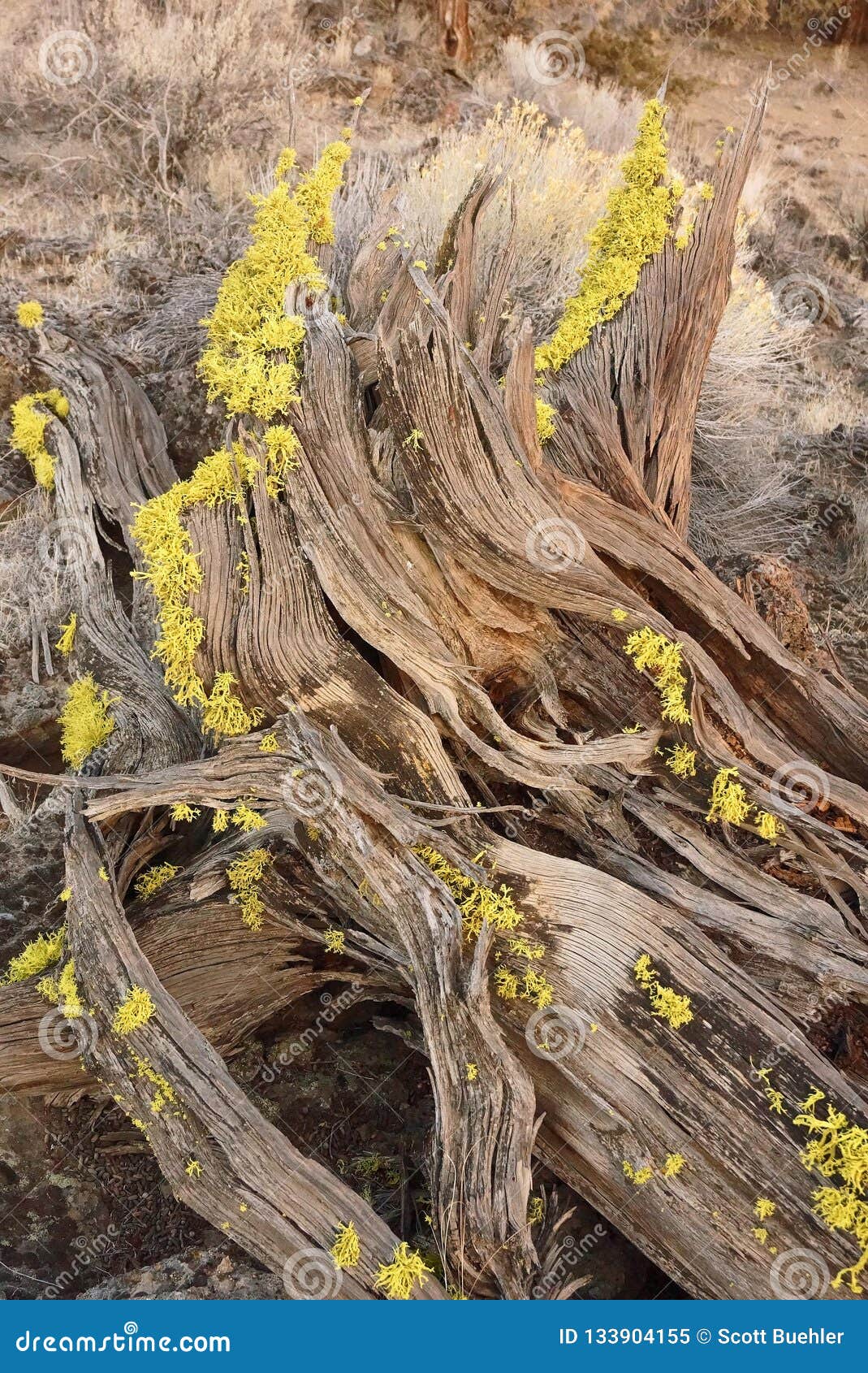Juniper Tree Snag in Late Afternoon Stock Image - Image of detail ...