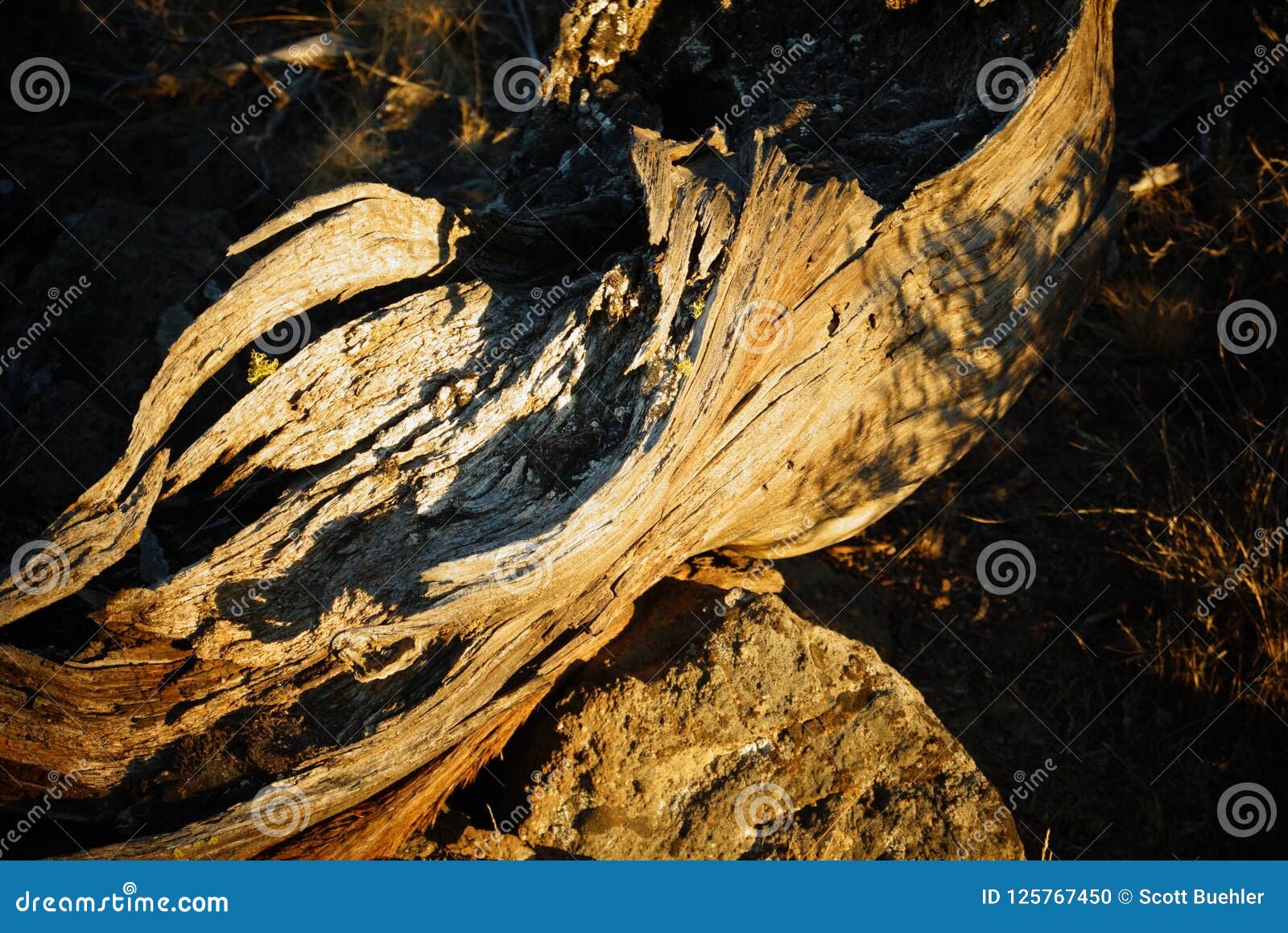 A Juniper Tree Snag in Late Afternoon Stock Photo - Image of brown ...