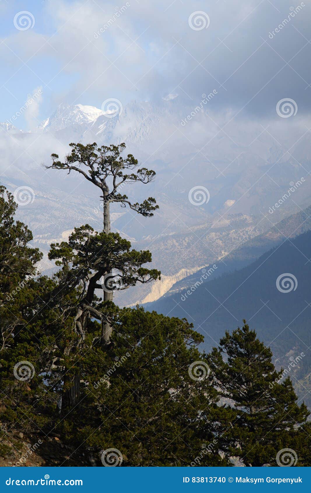 Juniper Tree Snow Peaks Background Photos - Free & Royalty-Free Stock ...