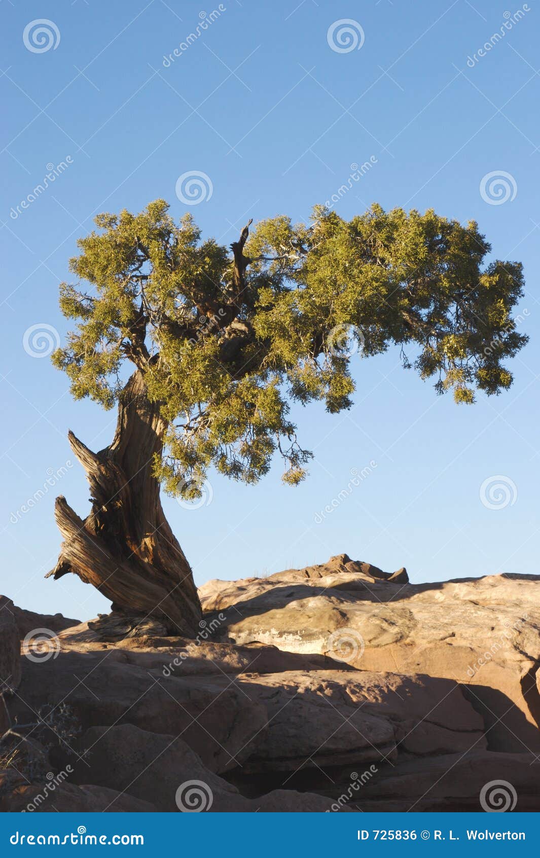 Juniper tree at sunset stock photo. Image of arid, tree - 725836