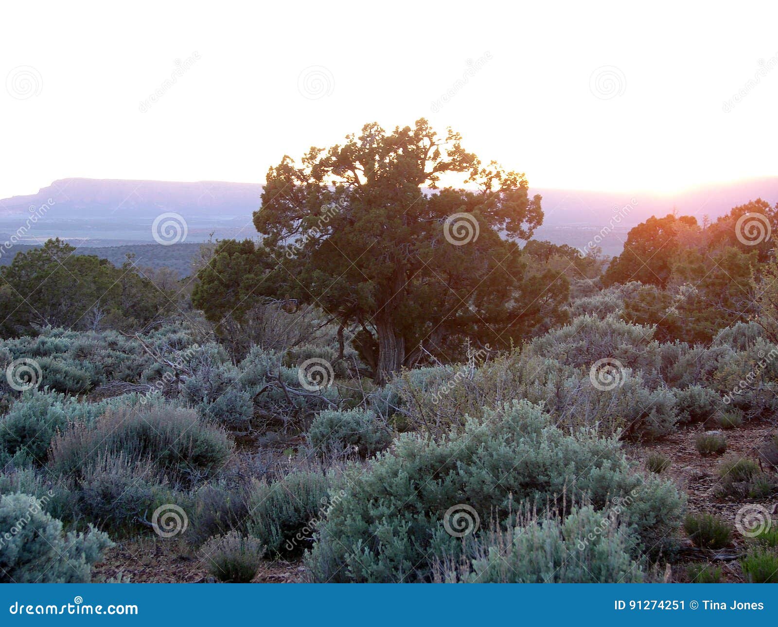 Juniper Tree in the Sunset stock image. Image of green - 91274251