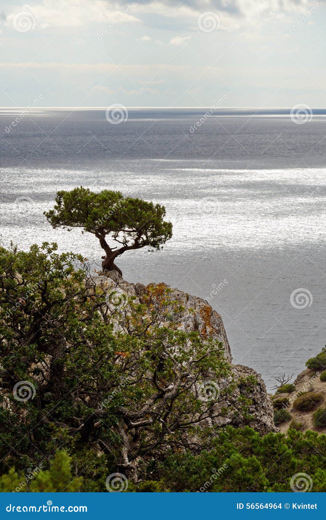 Seascape with Tree on Top of a Cliff Against the Sea Stock Photo ...