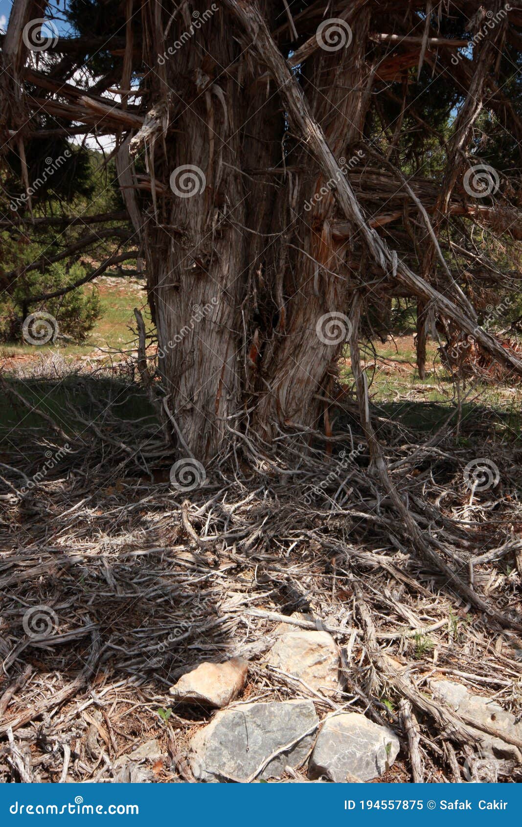 Juniper tree stock image. Image of park, growth, environment - 194557875