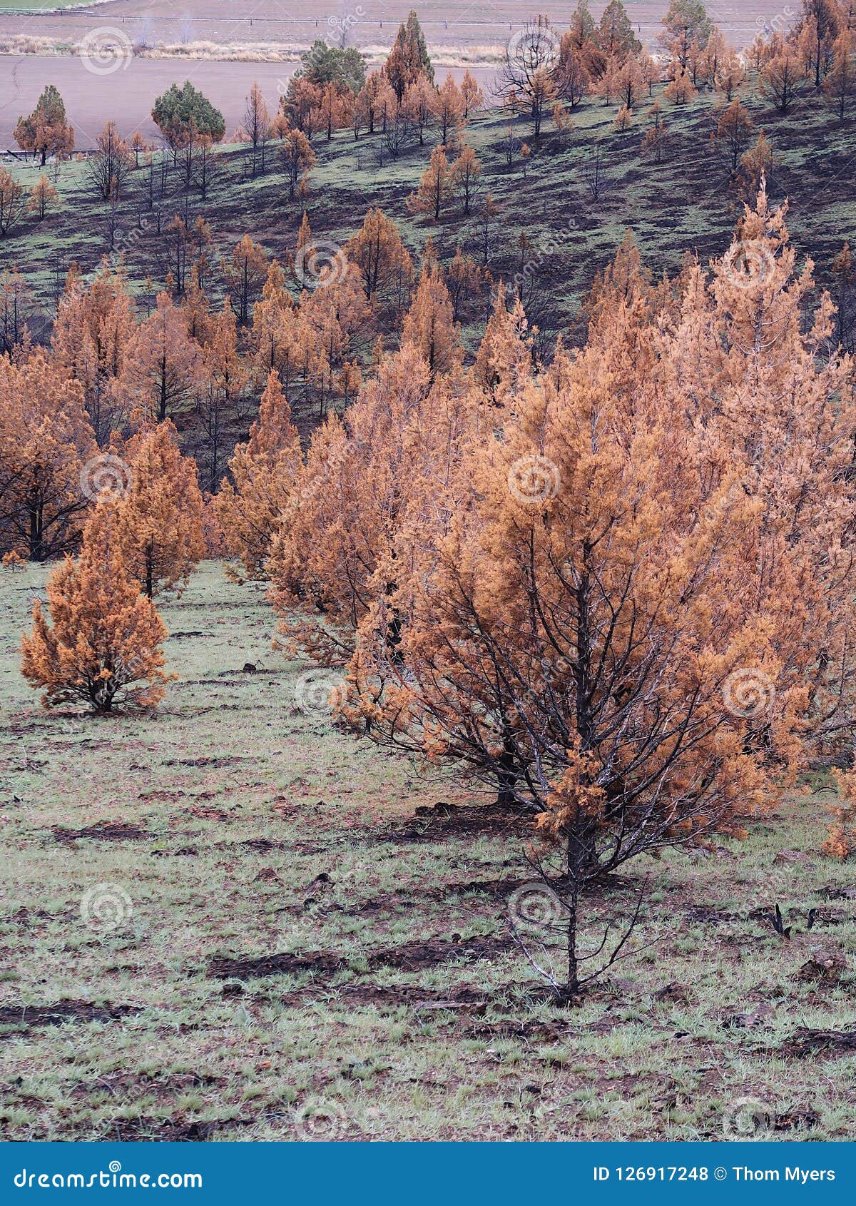 Orange juniper trees stock photo. Image of back, hill - 126917248