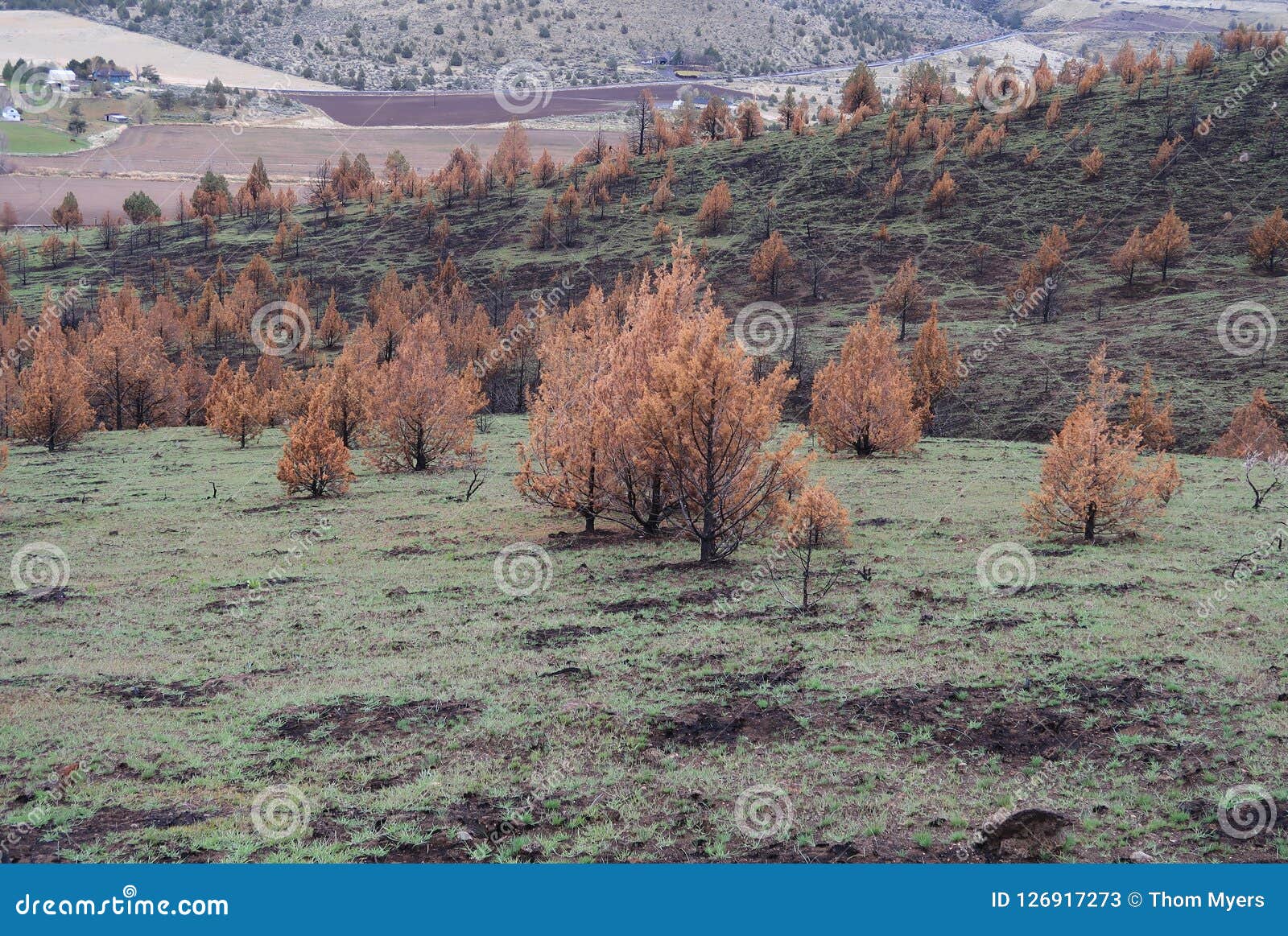 Orange juniper trees stock image. Image of firmed, hill - 126917273