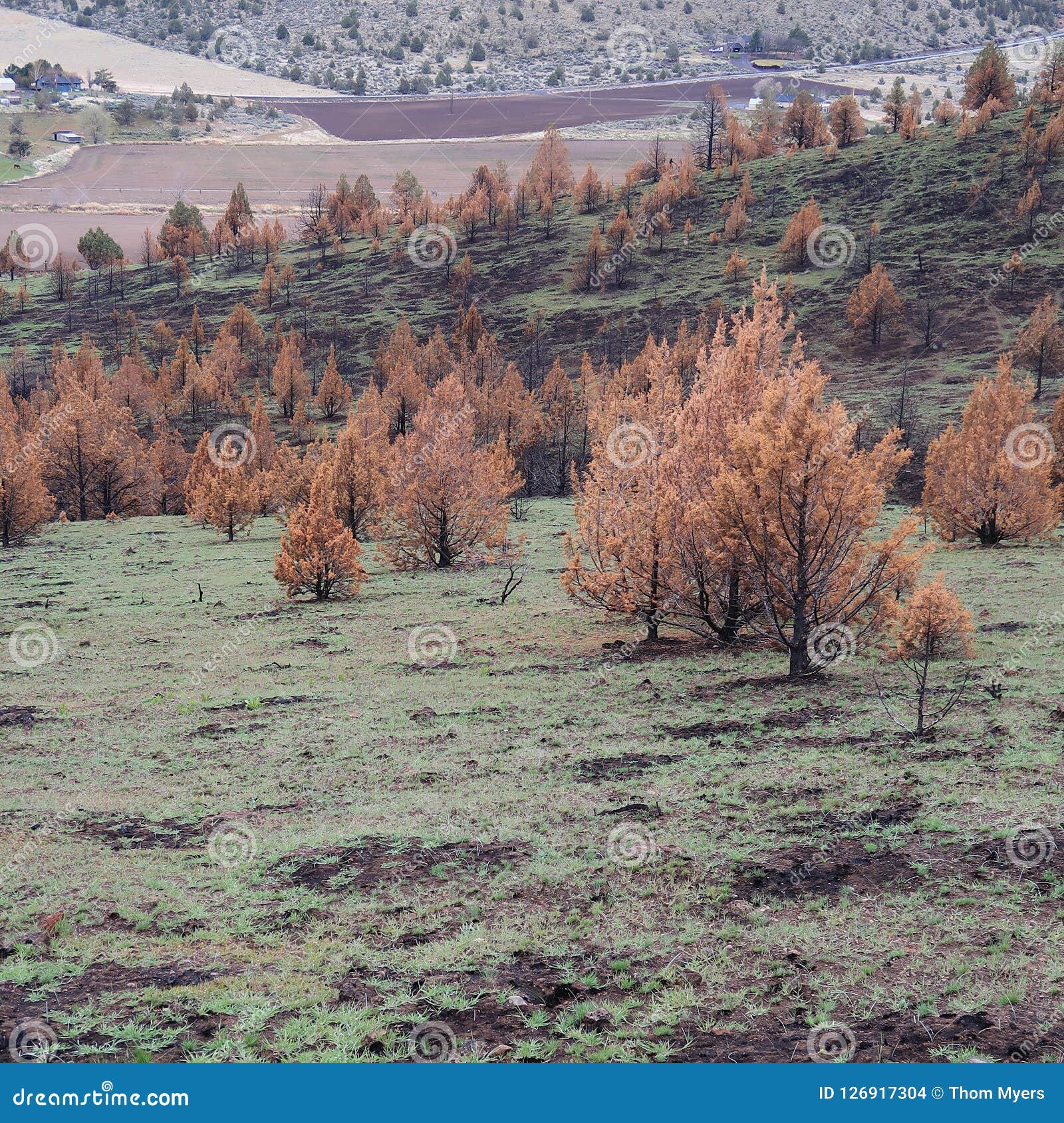 Orange juniper trees stock photo. Image of juniper, grass - 126917304