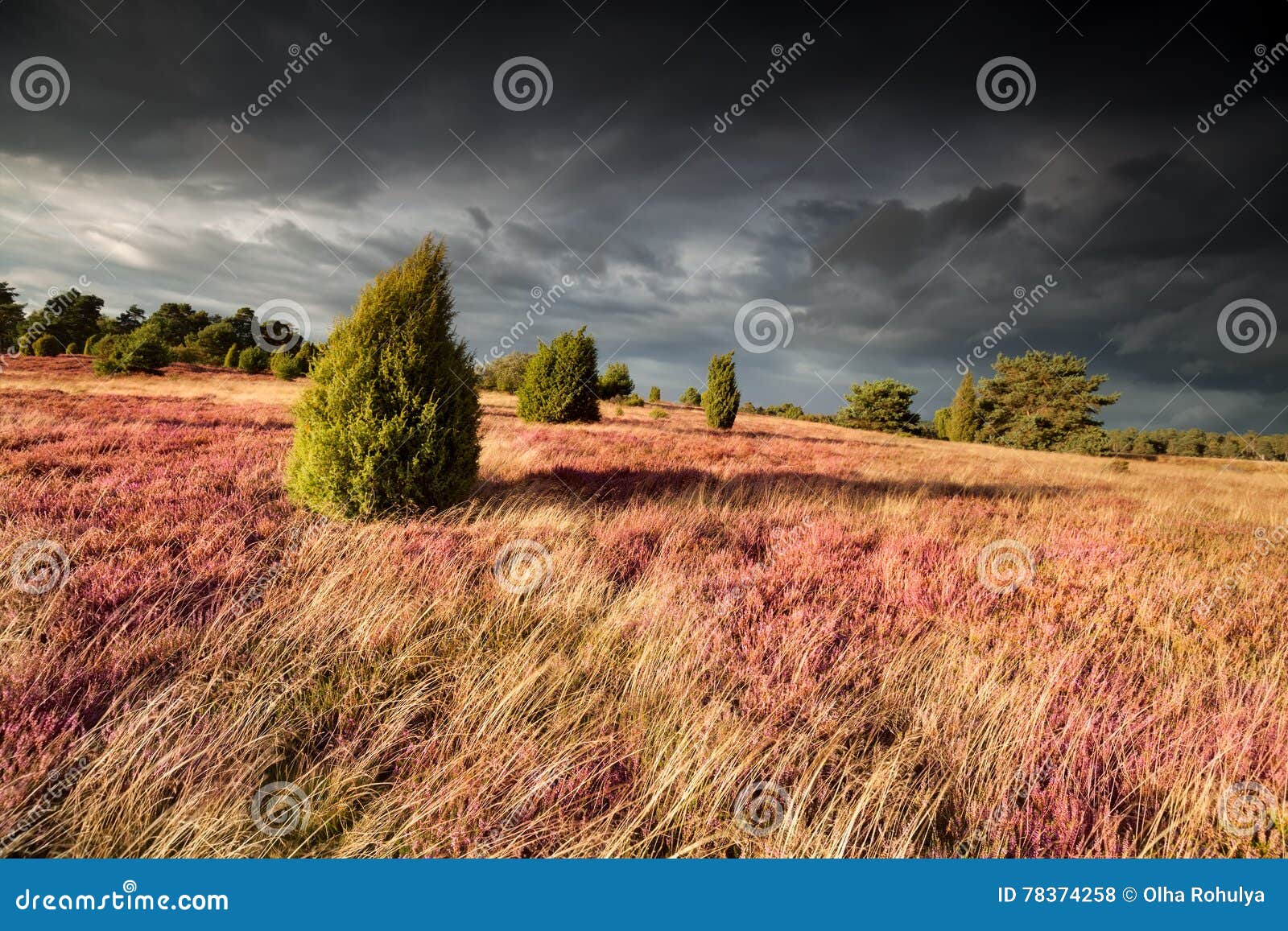 Juniper Trees on Hill with Heather Stock Photo - Image of outdoors ...