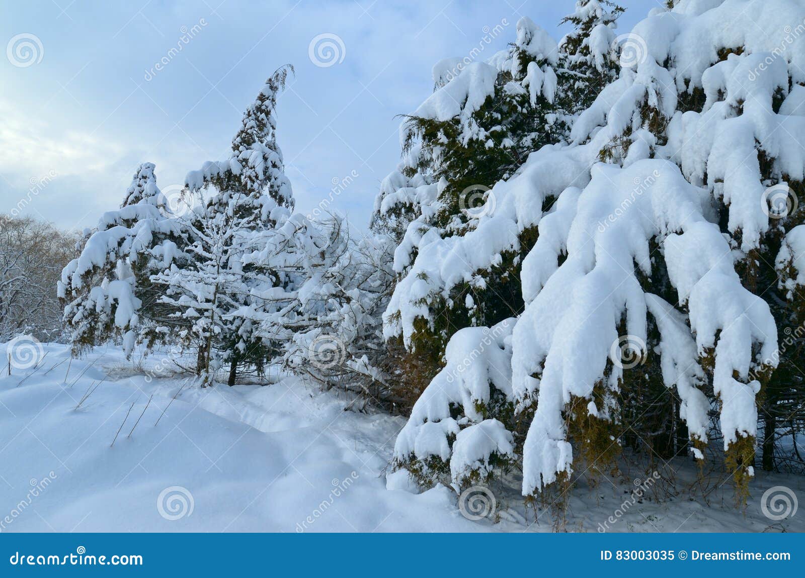 Juniper Trees in the Snow. Beautiful Winter Stock Image - Image of pine ...