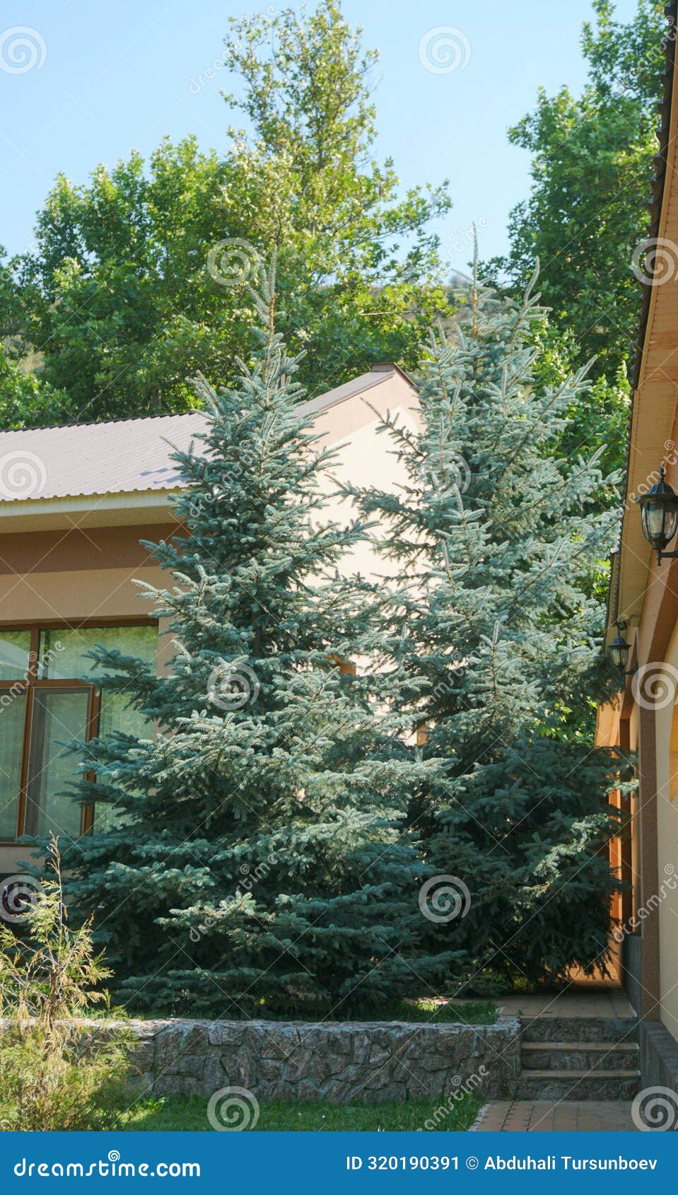 Juniper Trees In Atlas Stock Image | CartoonDealer.com #38299921