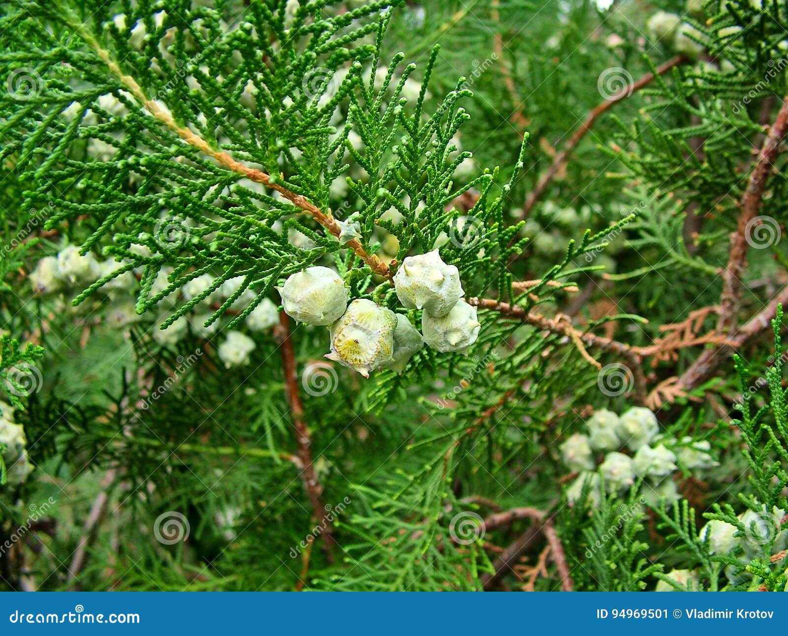 Juniper in the Turkish Mediterranean Stock Image - Image of color ...
