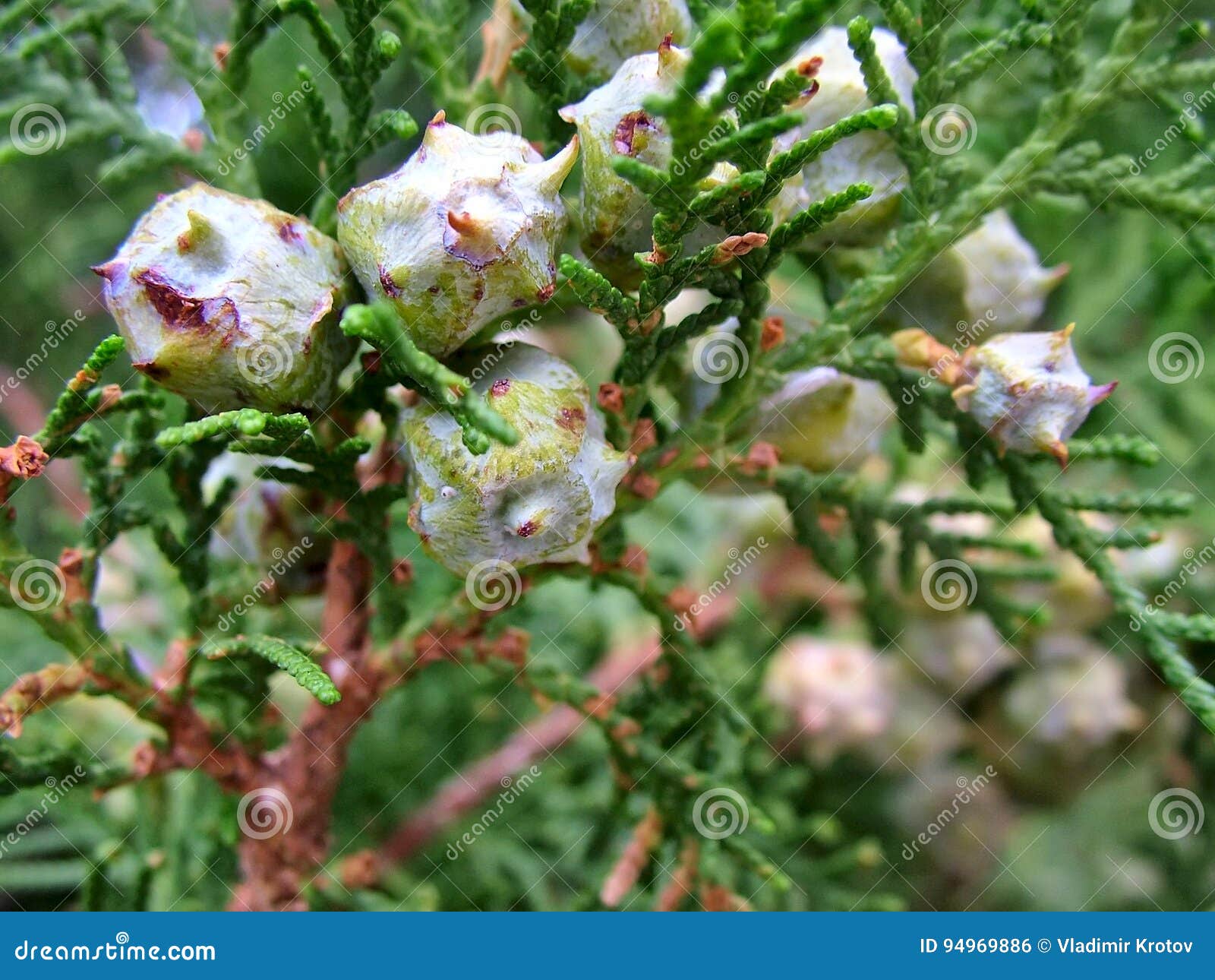 Juniper in the Turkish Mediterranean Stock Photo - Image of coniferous ...
