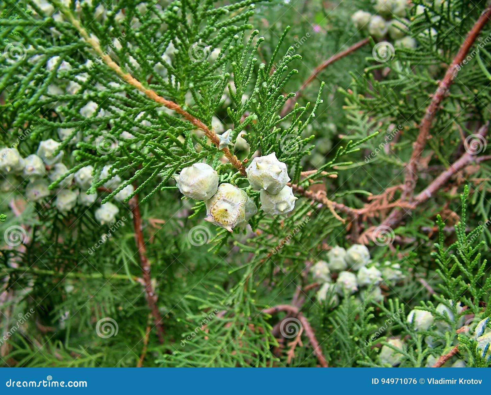 Juniper in the Turkish Mediterranean in Turkey Stock Photo - Image of ...