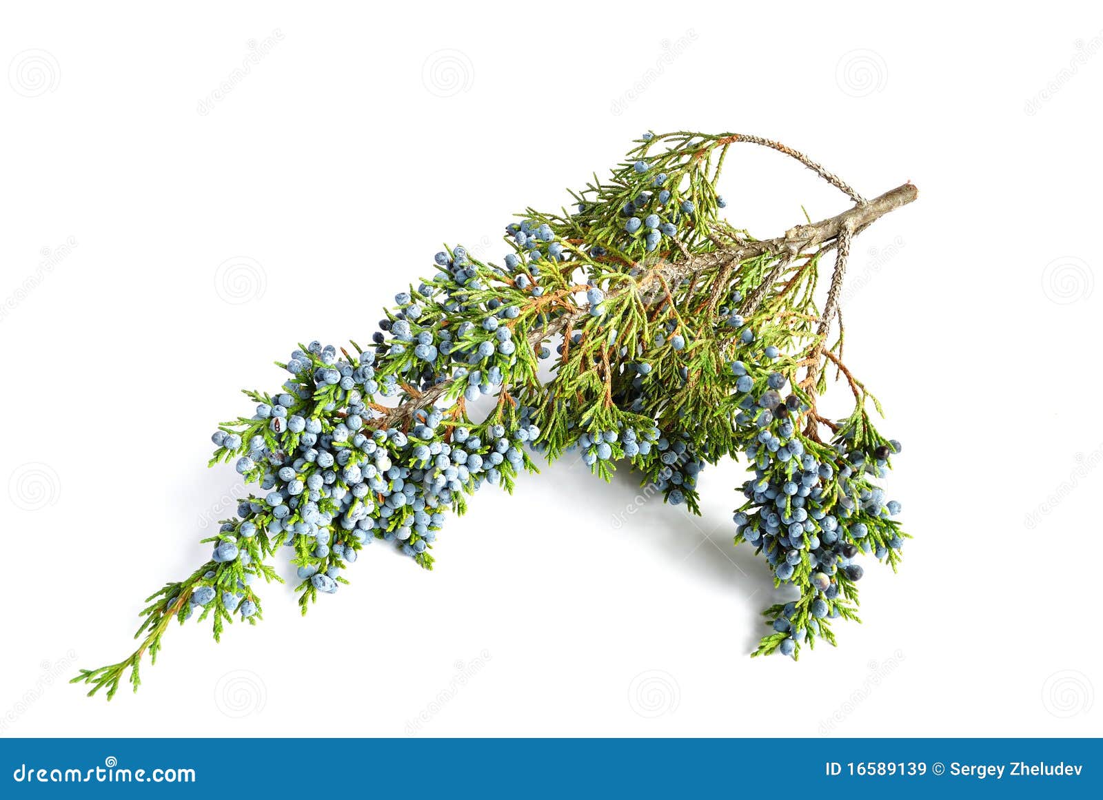 Juniper twig stock image. Image of ready, healing, blue - 16589139