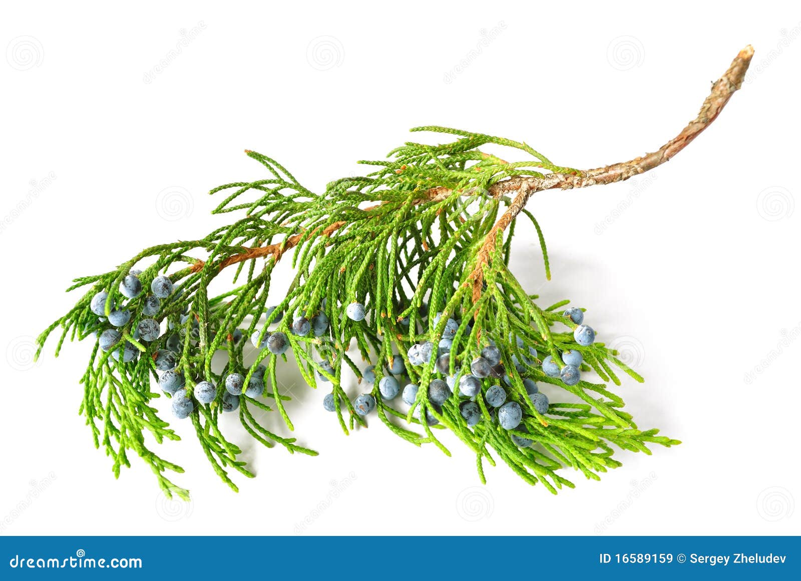Juniper twig stock image. Image of healing, blue, branch - 16589159