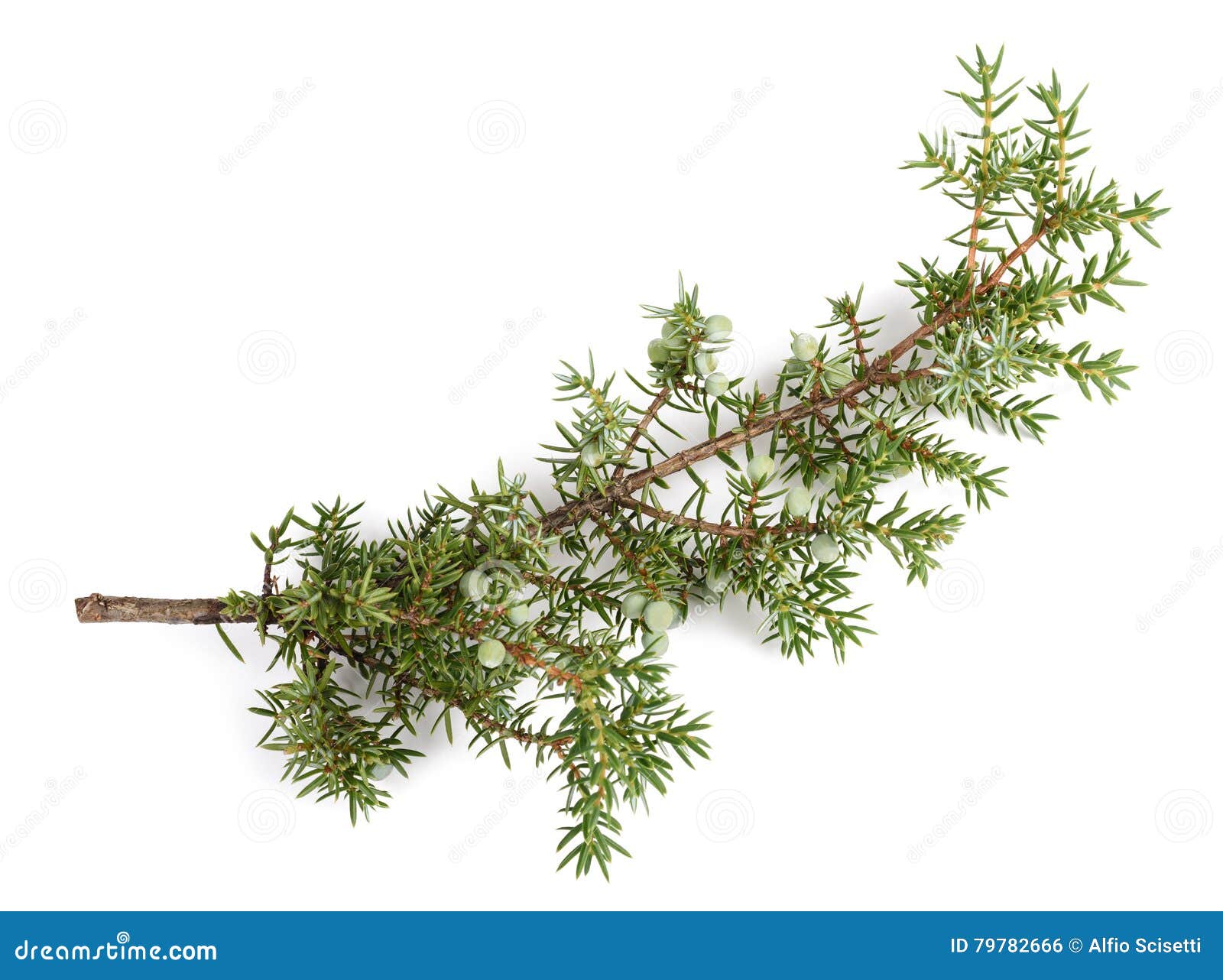 Juniper twig with berries stock photo. Image of leaves - 79782666