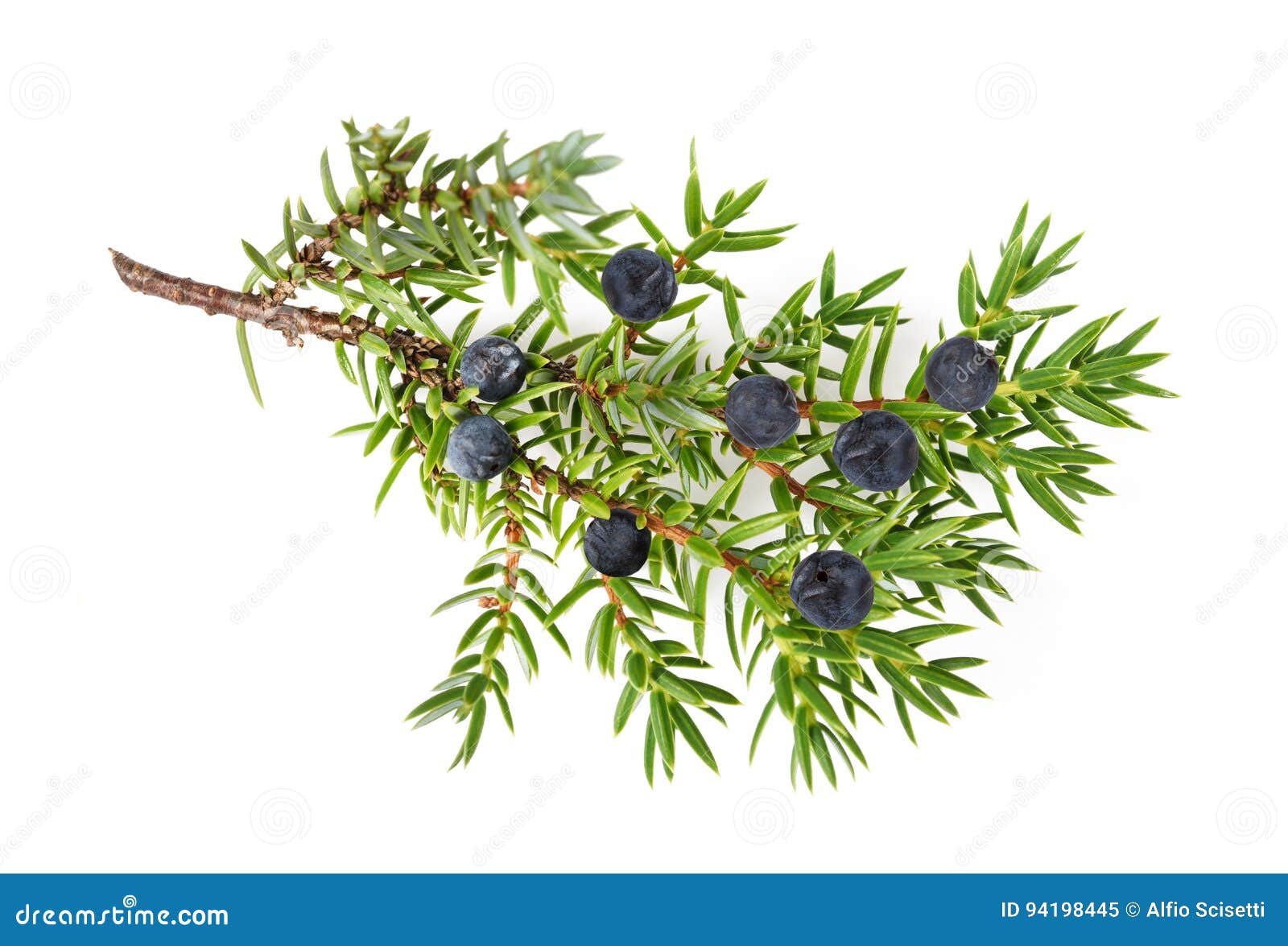 Juniper twig with berries stock image. Image of nature - 94198445