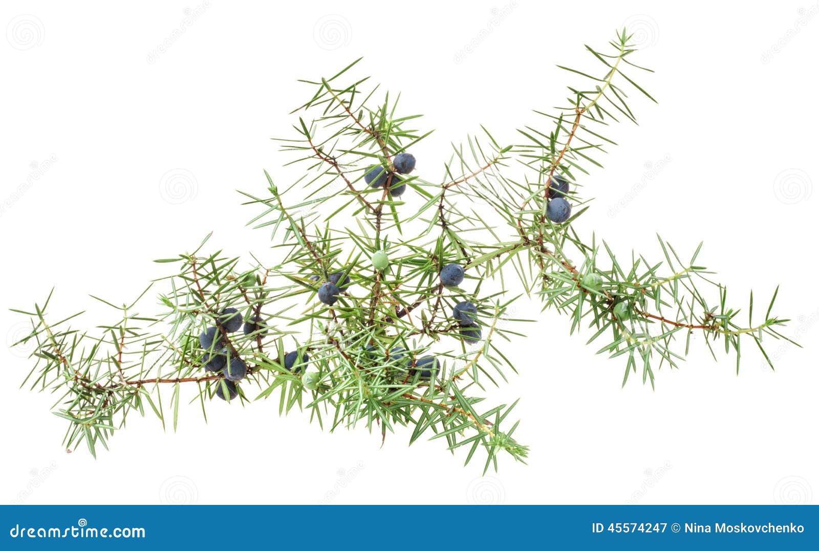 Juniper Twig With Berry Stock Photography | CartoonDealer.com #49364888