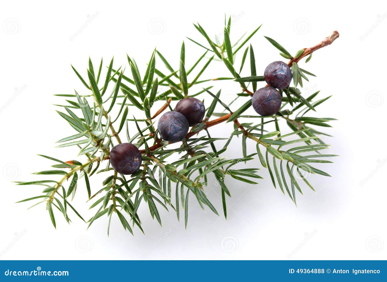 Juniper twig with berry stock photo. Image of ingredient - 49364888