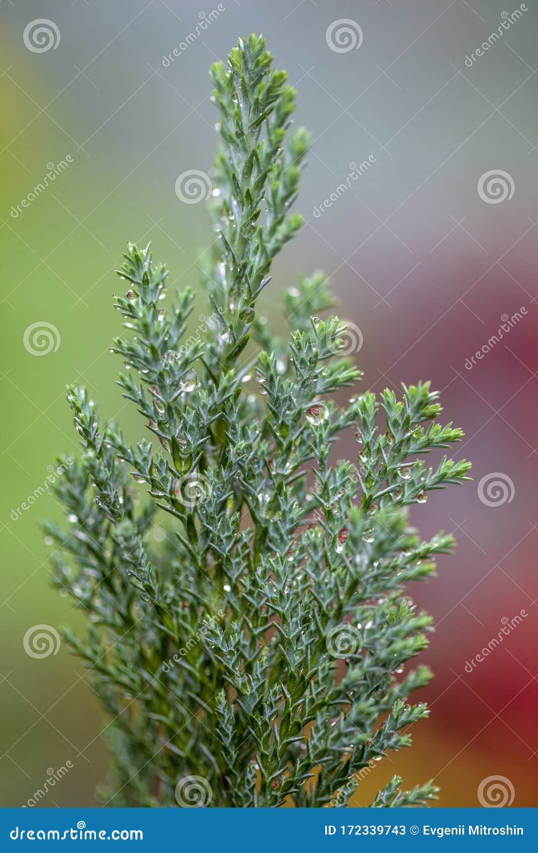 Juniper Twig, Close-up on a Bright Background Stock Image - Image of ...