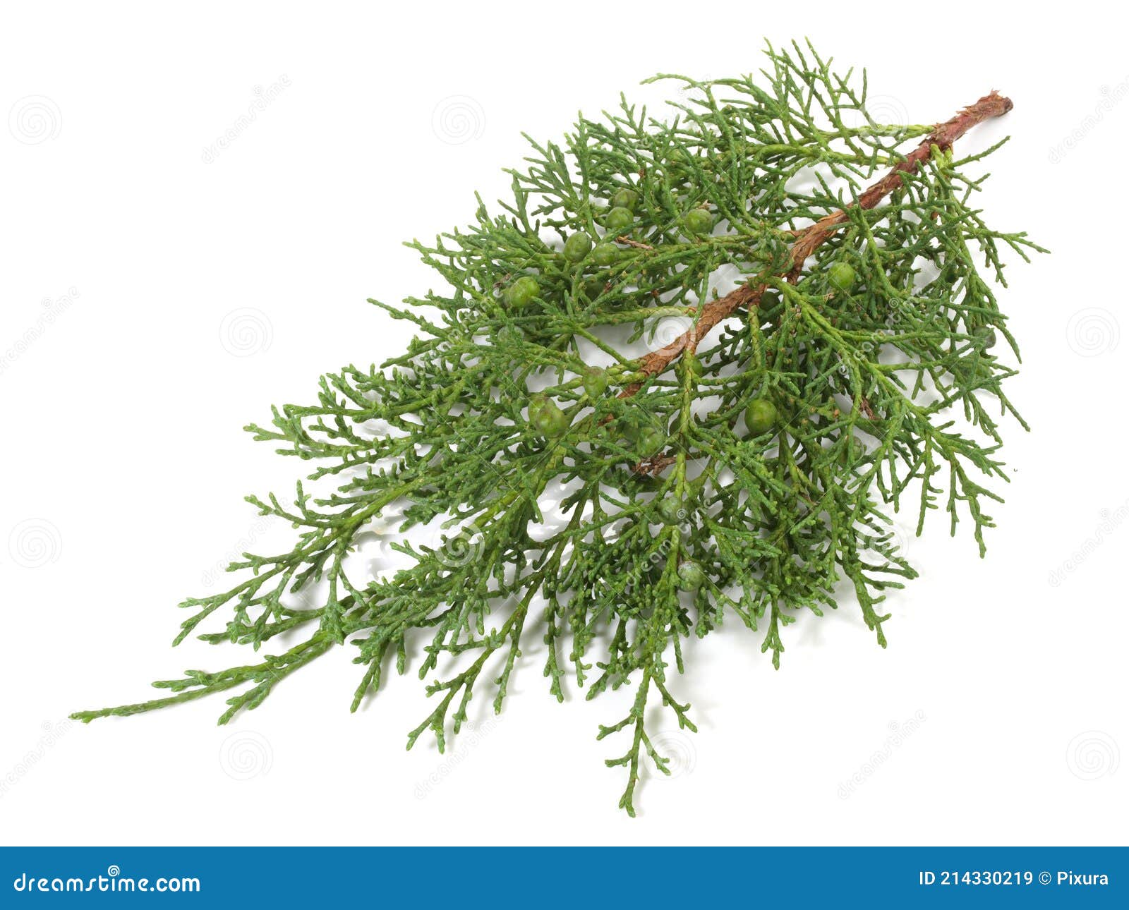 Juniper Twig on White Background - Isolated Stock Image - Image of ...