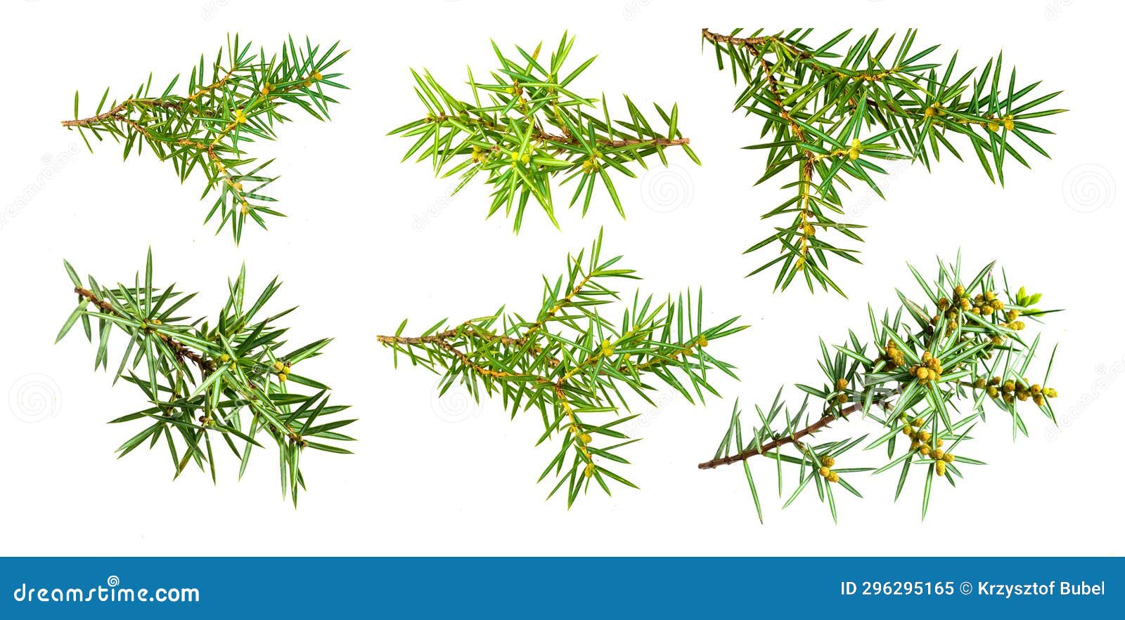 Juniper Twigs on White Isolated Background Stock Image - Image of ...