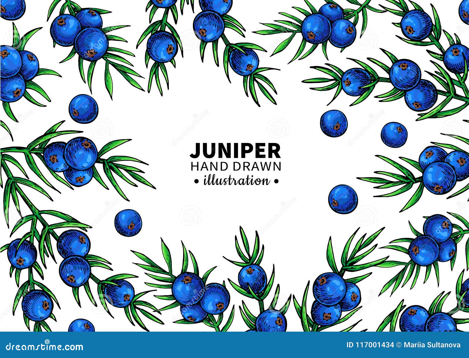 Juniper Vector Drawing Frame. Isolated Template with Berry on Branch ...