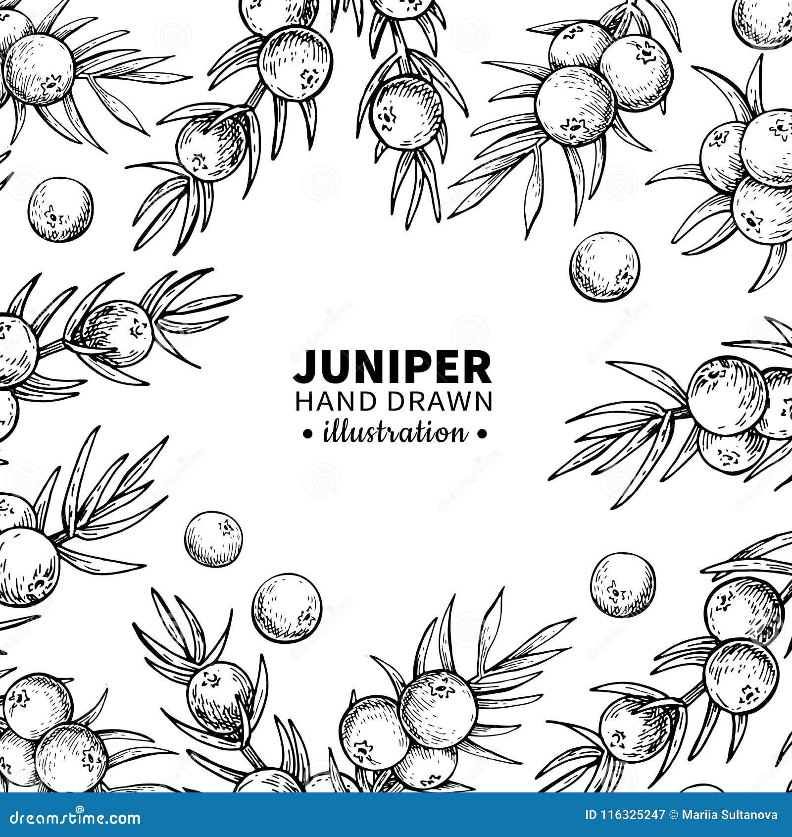 Juniper Vector Drawing Frame. Isolated Vintage Template of Berr Stock ...