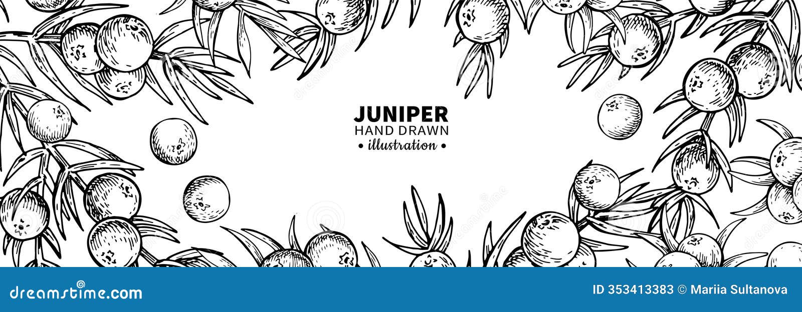 Juniper Vector Drawing Frame. Isolated Vintage Template of Berry on ...