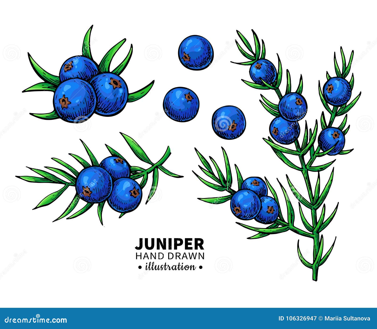 Juniper Vector Drawing Isolated Vintage Illustration Of Berry Stock Vector Illustration Of
