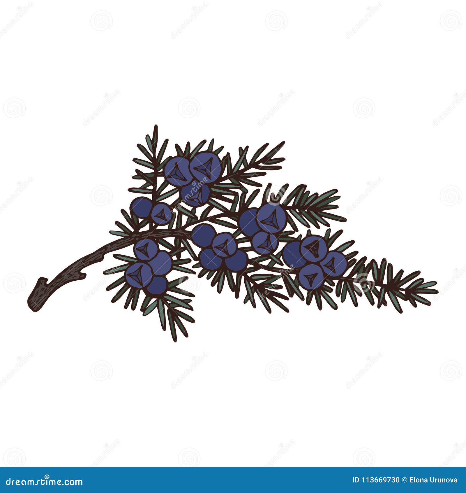 Juniper Set. Detailed Hand Drawn Branches With Berries. Colorful Hand ...