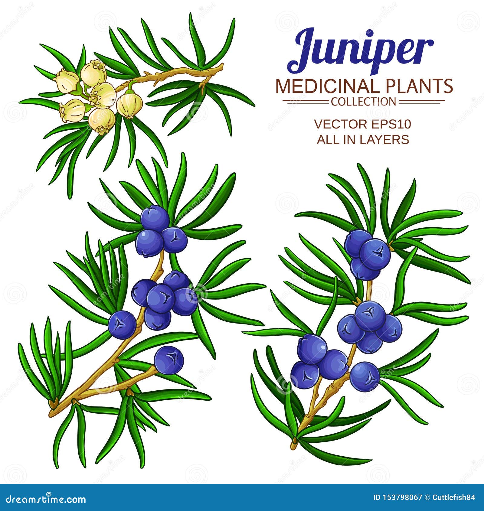 Juniper Vector Drawing Frame. Isolated Vintage Template Of Berr ...