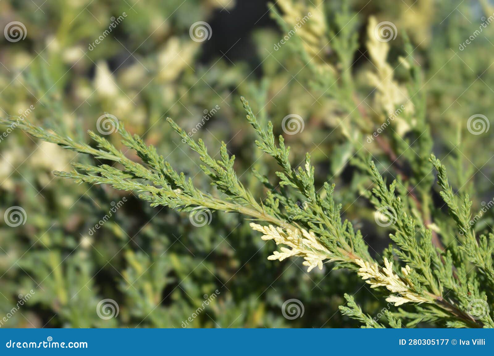 Juniper White Splash stock image. Image of pfitzer, garden - 280305177