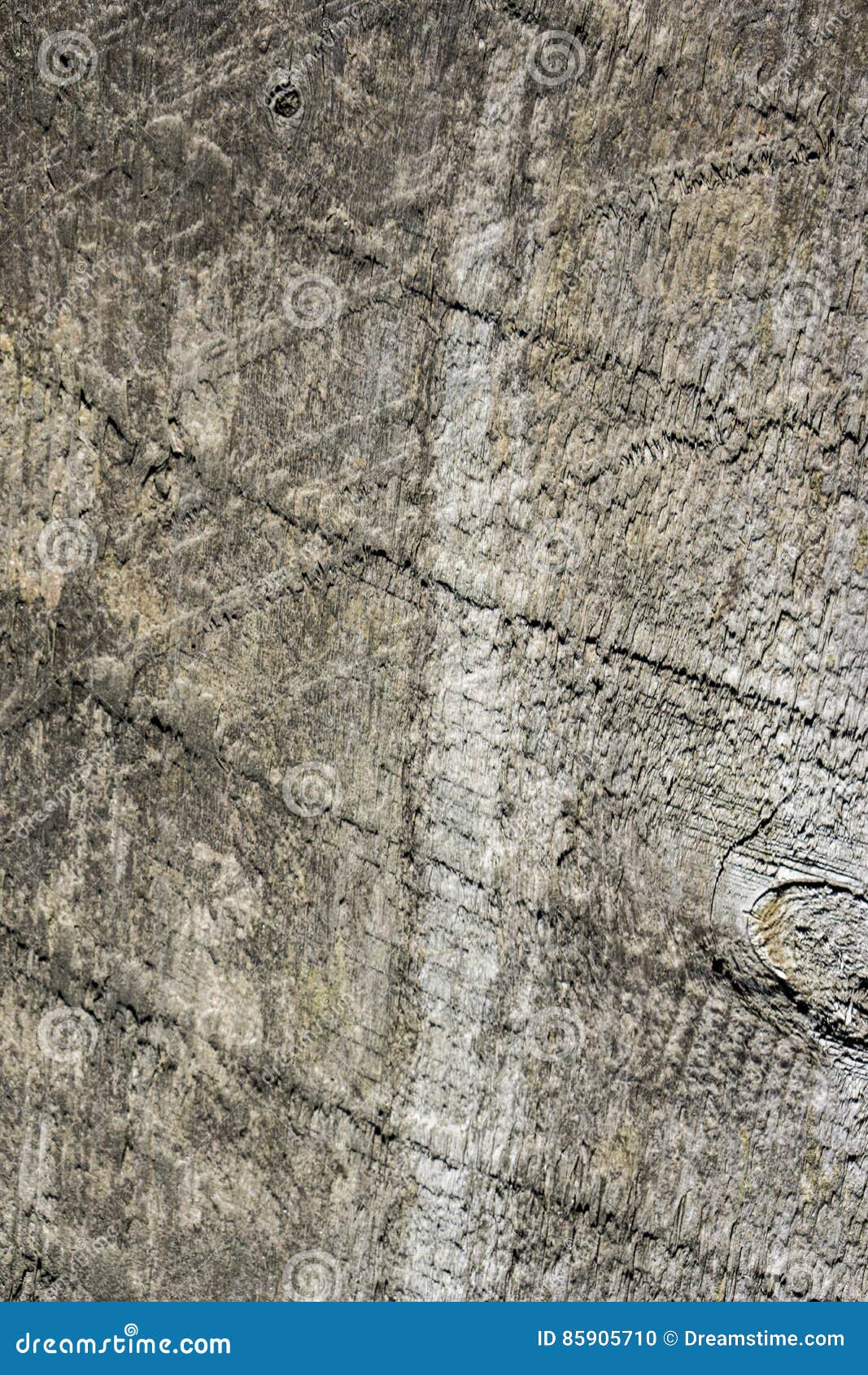 Juniper Wood stock photo. Image of piece, tree, closeup - 85905710