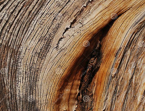 Juniper wood texture stock photo. Image of wood, knot - 8731972