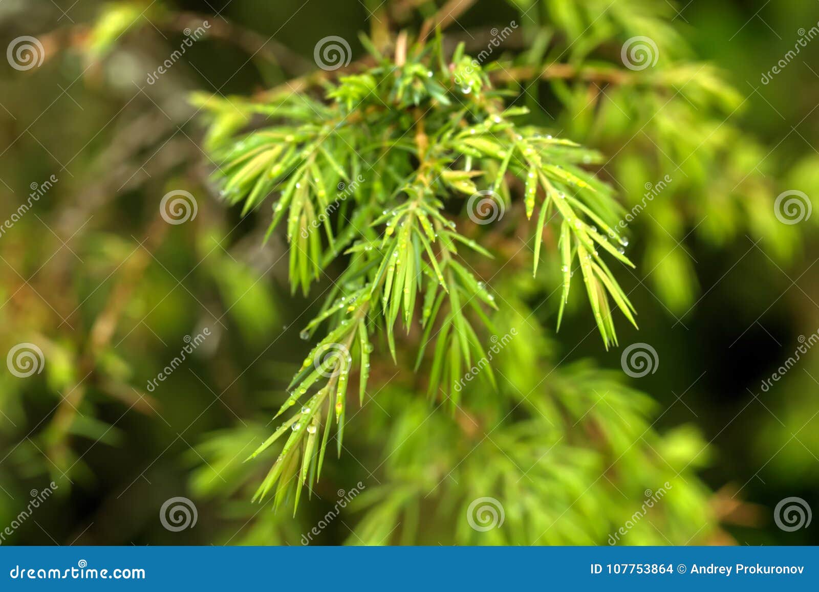 Juniper. Young sprouts. stock photo. Image of bush, conifer - 107753864