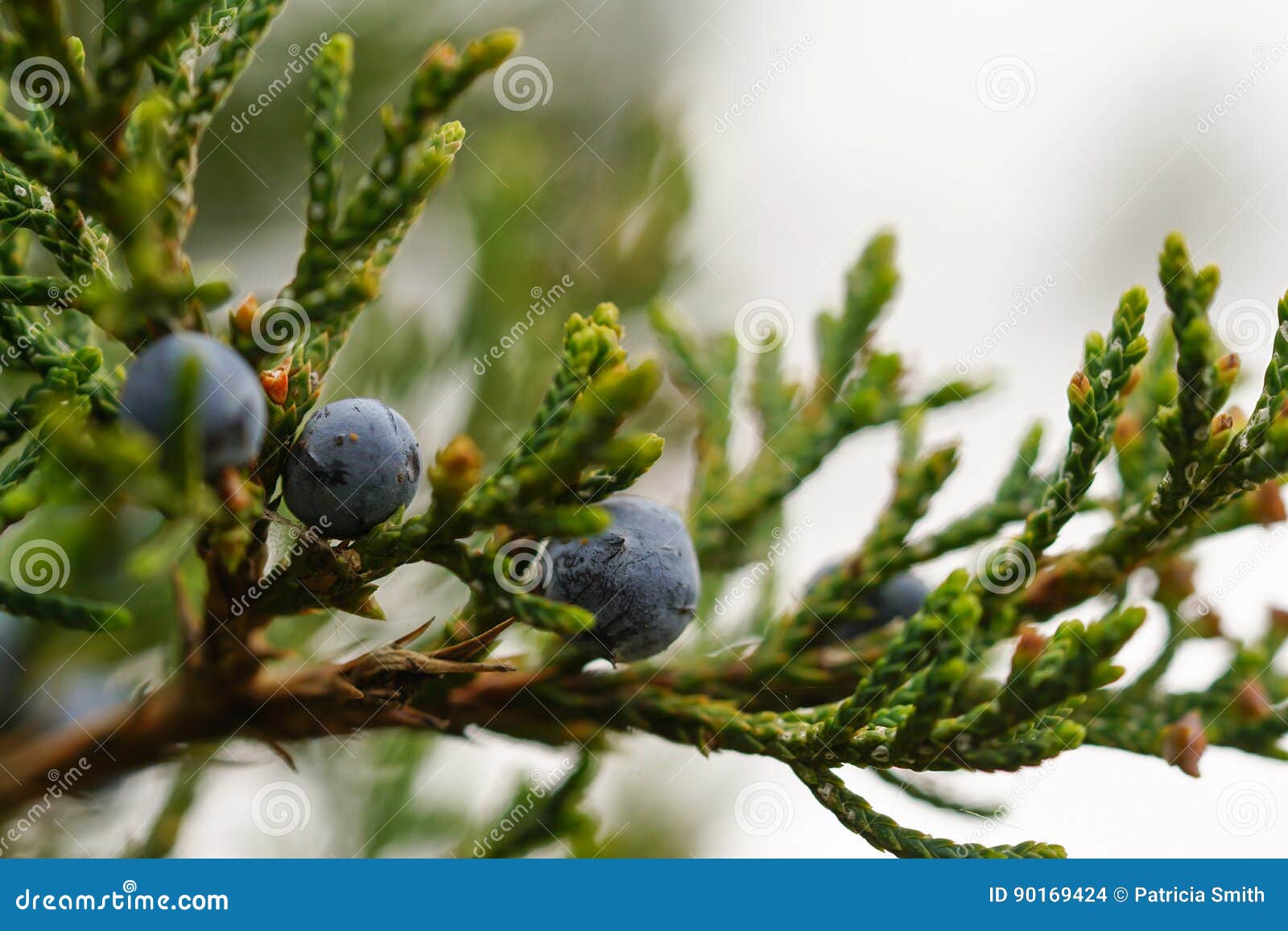 Junipers stock photo. Image of tree, aromatic, closeup - 90169424