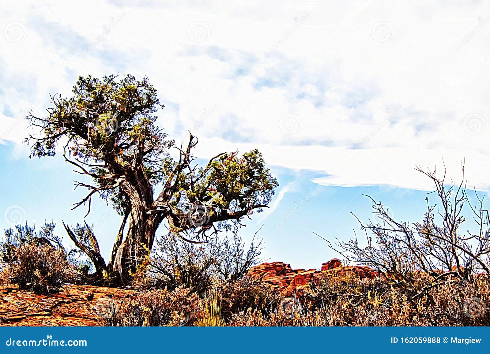 Lone Juniper stock photo. Image of edge, fall, canyons - 162059888