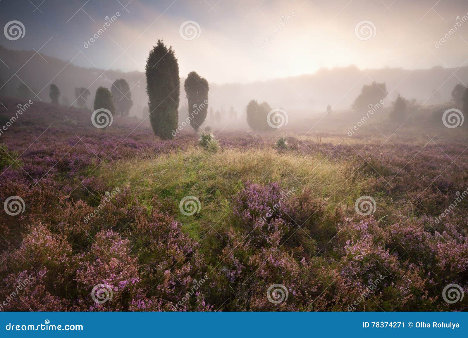 Sunrise Through The Mist In A Tropical Rainforest Stock Photography ...