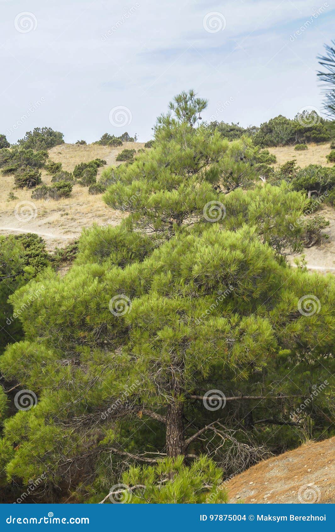 Junipers and Pines on the Slopes Stock Photo - Image of pine, view ...