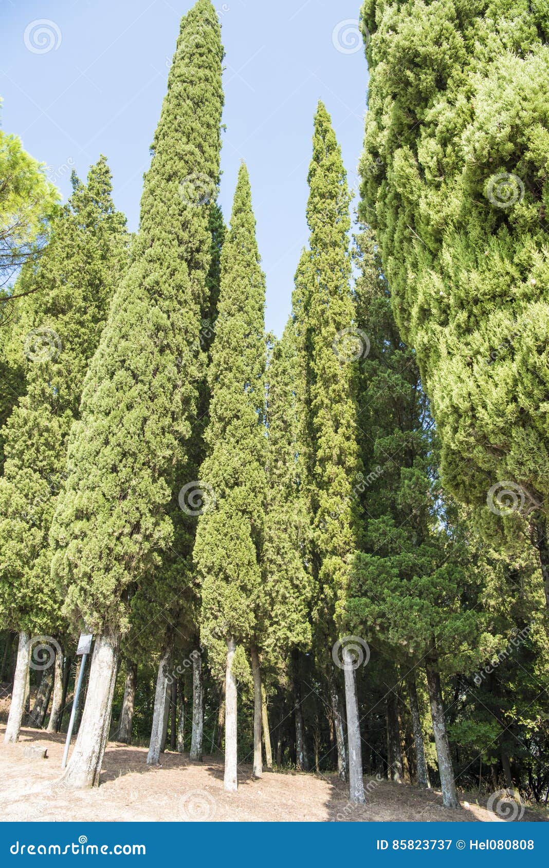 Junipers Trees stock image. Image of conifer, tuscany - 85823737