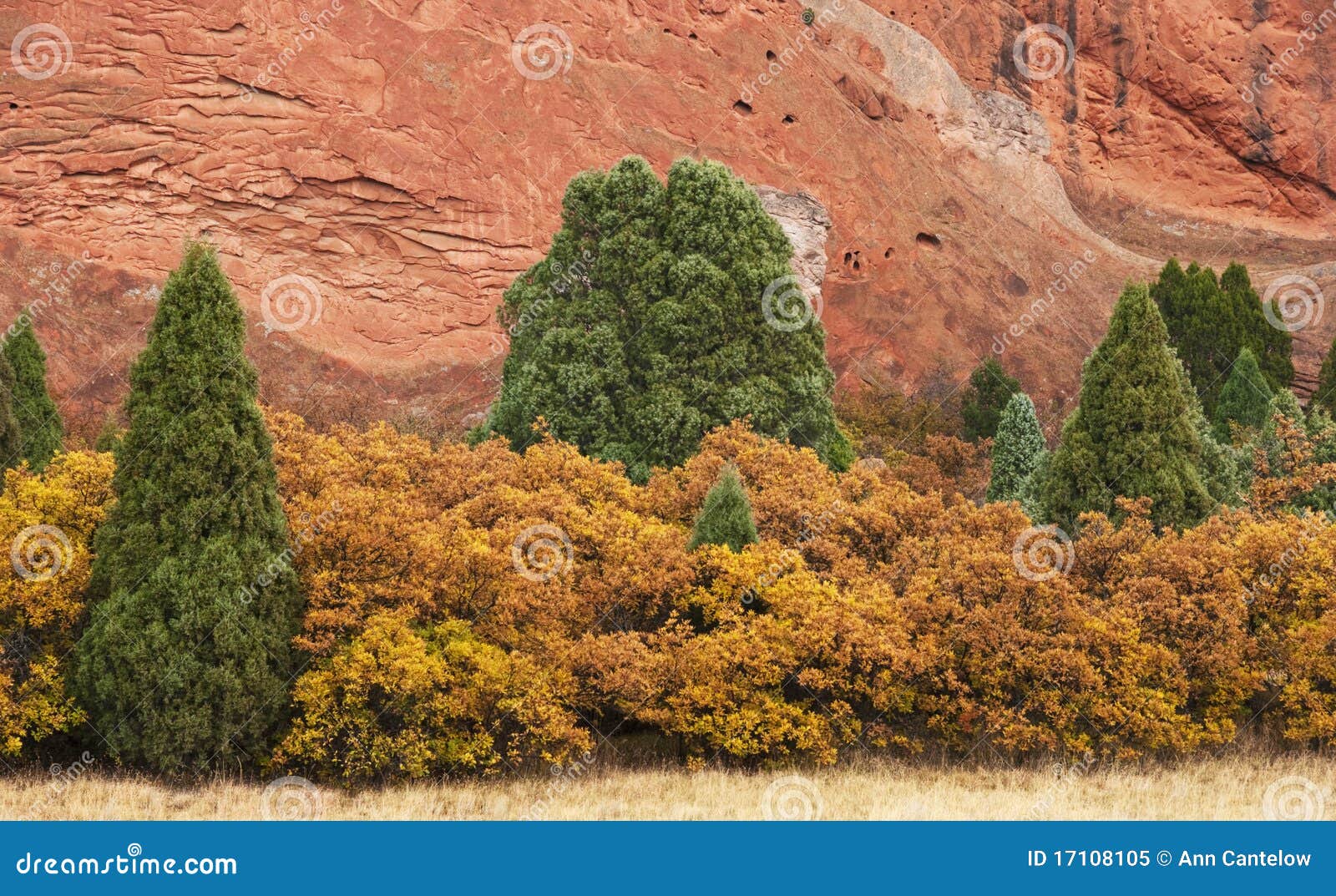 Junipers and Yellow Bushes with Red Rock Stock Image - Image of ...