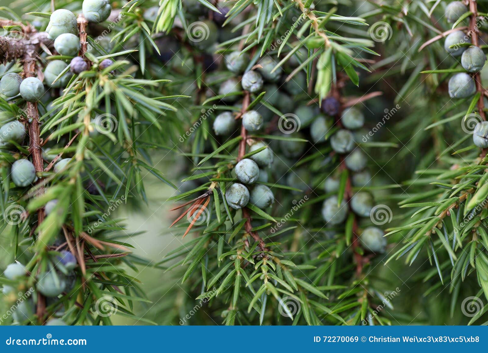 Genever Production Stock Photos - Free & Royalty-Free Stock Photos from ...