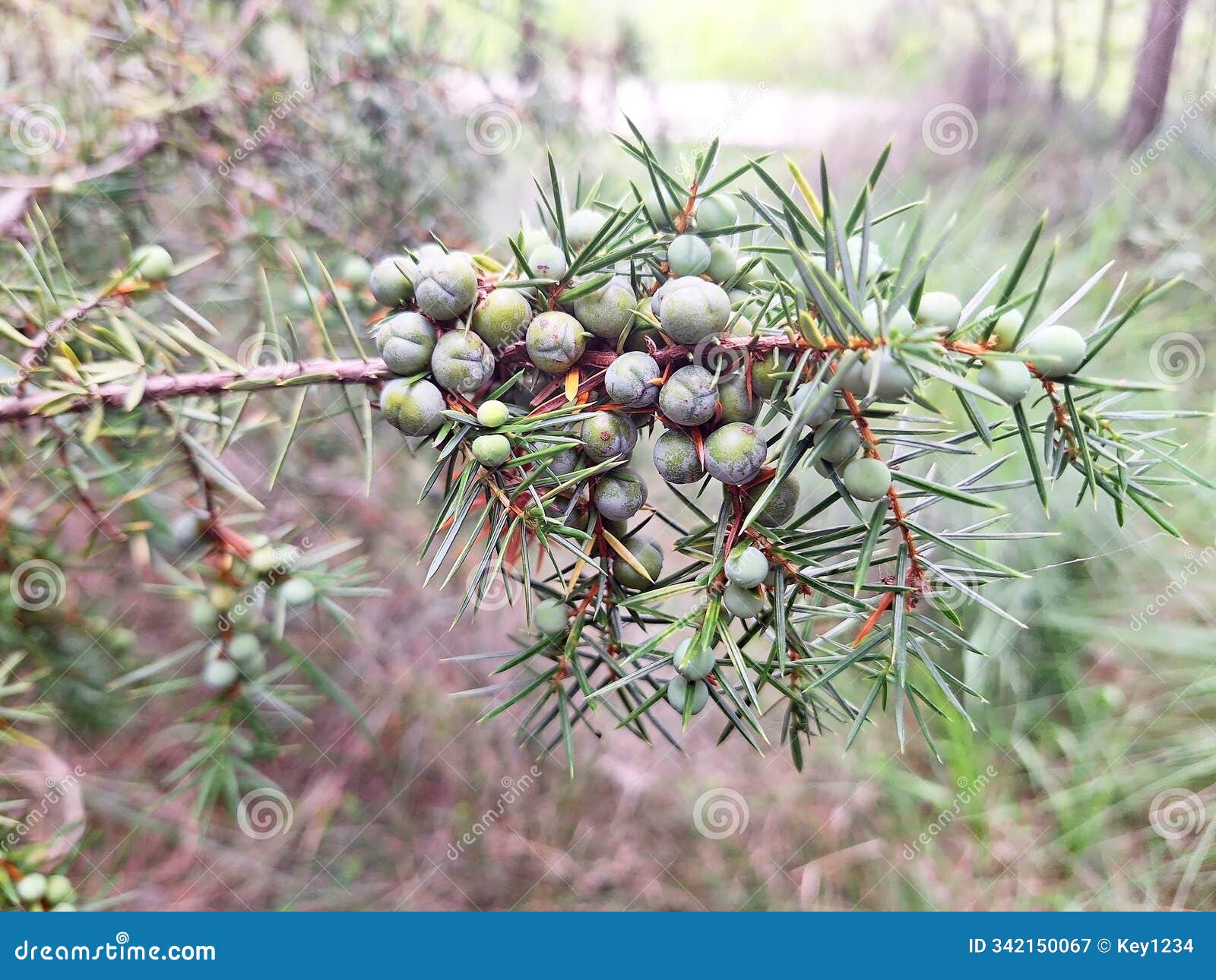 Juniperus Branch with Green Berries Stock Image - Image of nature ...